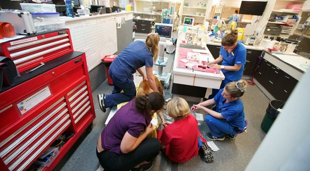 Understanding Veterinary Emergency Services: When Seek Help